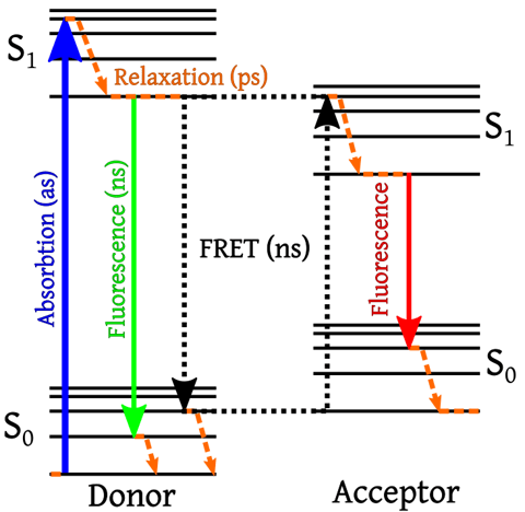 Fluorescence Resonance Energy Transfer (FRET) Principles