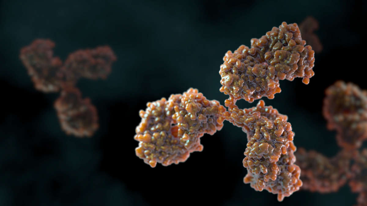 Polyclonal Vs Monoclonal Vs Recombinant Antibodies Whats The Difference